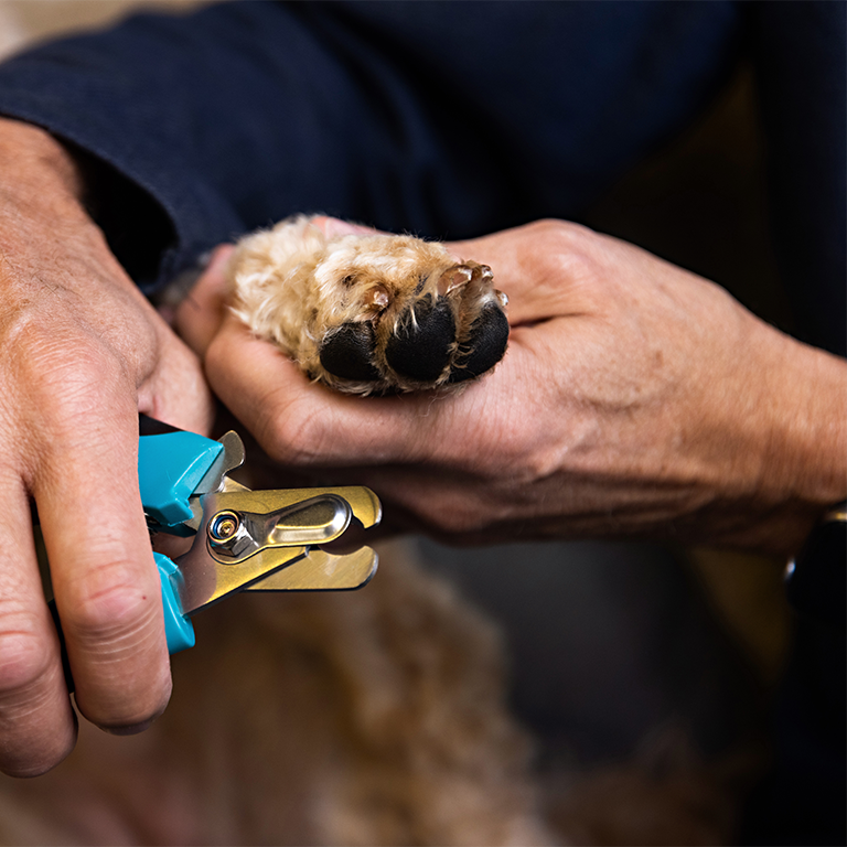 Ta hand om hundens tassar