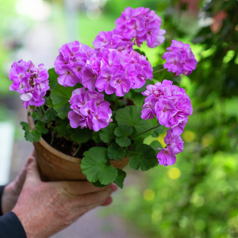 Spana in årets Pelargon för 2023 - Lavina!