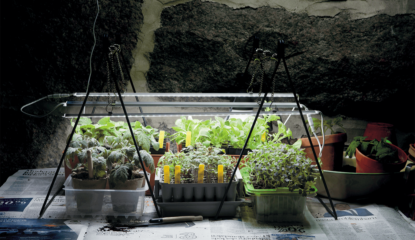 Tips om Odling & Plantering