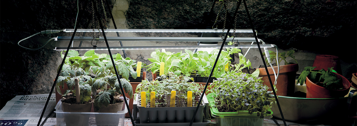 Odla Inomhus – Bäst Inomhusodling Året runt!