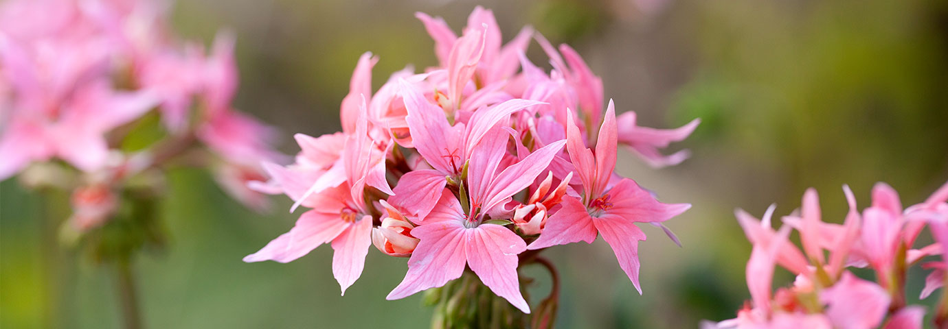 Årets pelargon 2025