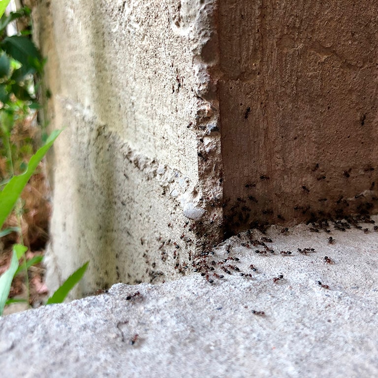 Myror i hemmet - Så vinner du myrornas krig