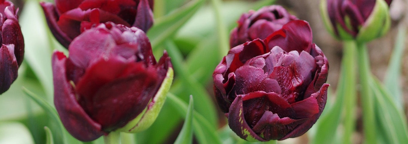 Plantera tulpanlökar på hösten – så gör du