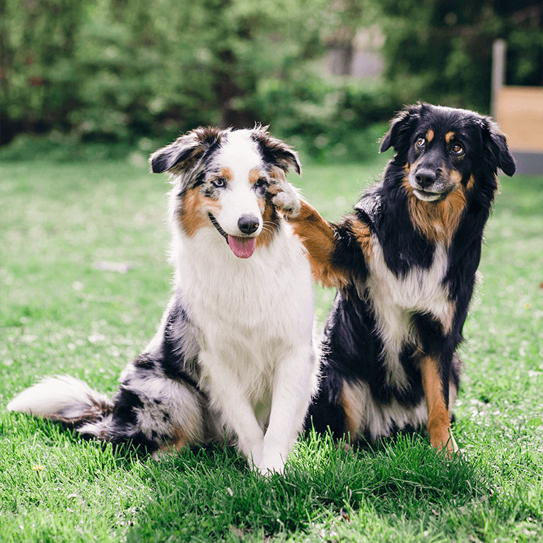 Vilken hundras passar mig?