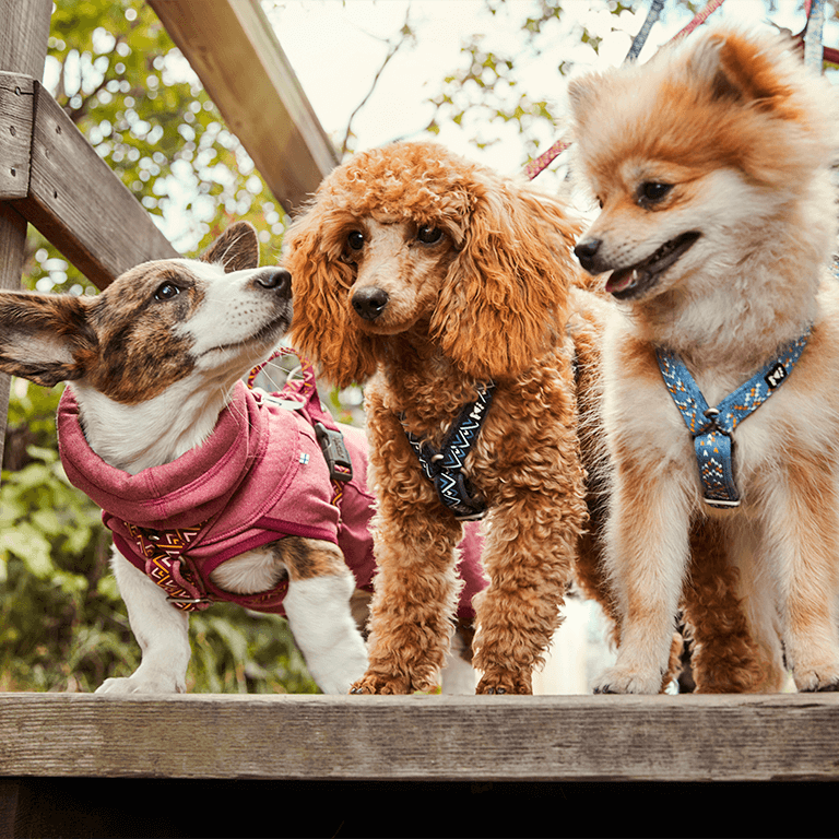 Vilken hundras passar mig?