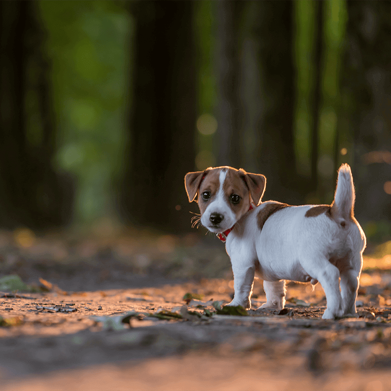 Rumsren valp – när blir valpen rumsren?
