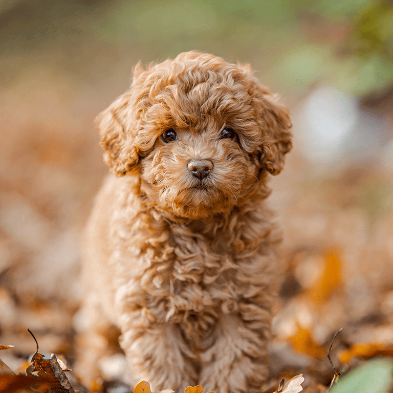 Rumsren valp – när blir valpen rumsren?