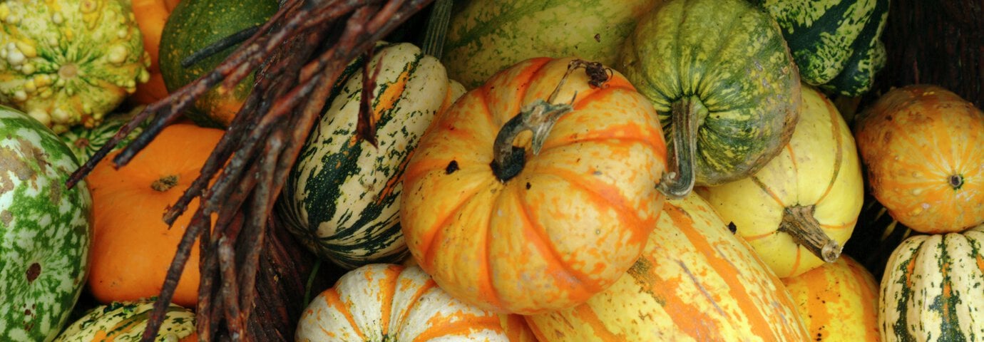 Odla pumpa – från prydnad till delikatess