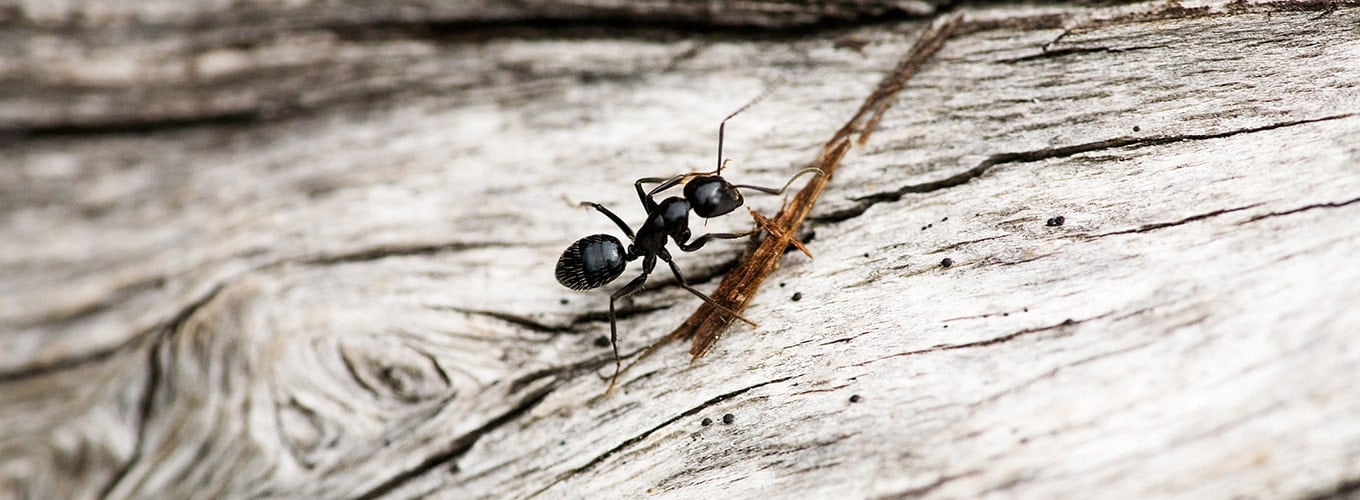 Få bort myror – så vinner du myrornas krig