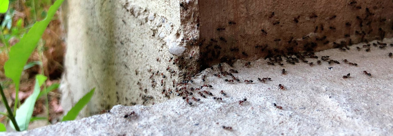 Få bort myror – så vinner du myrornas krig