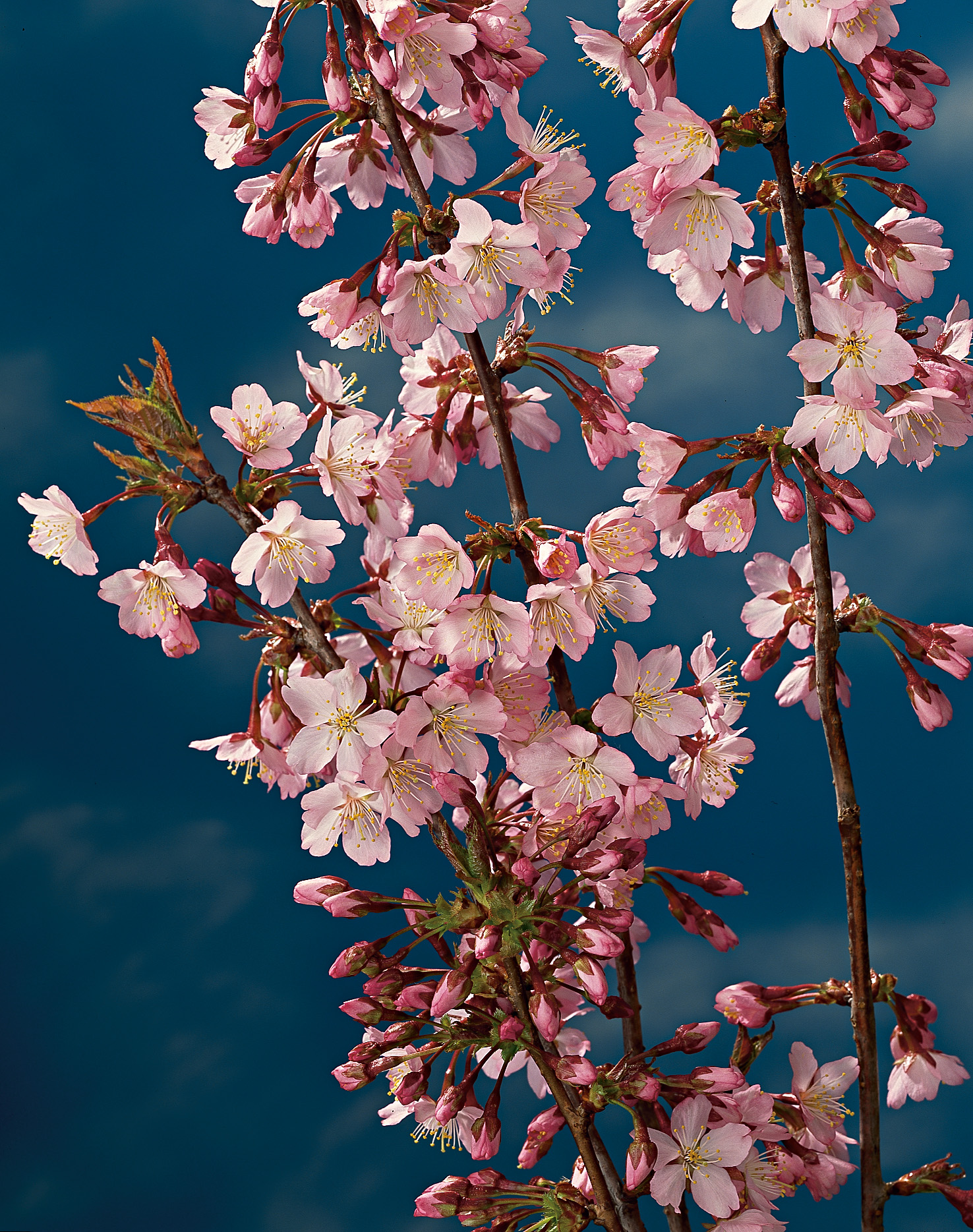 Kurilerkörsbär Stamhöjd 80-90cm