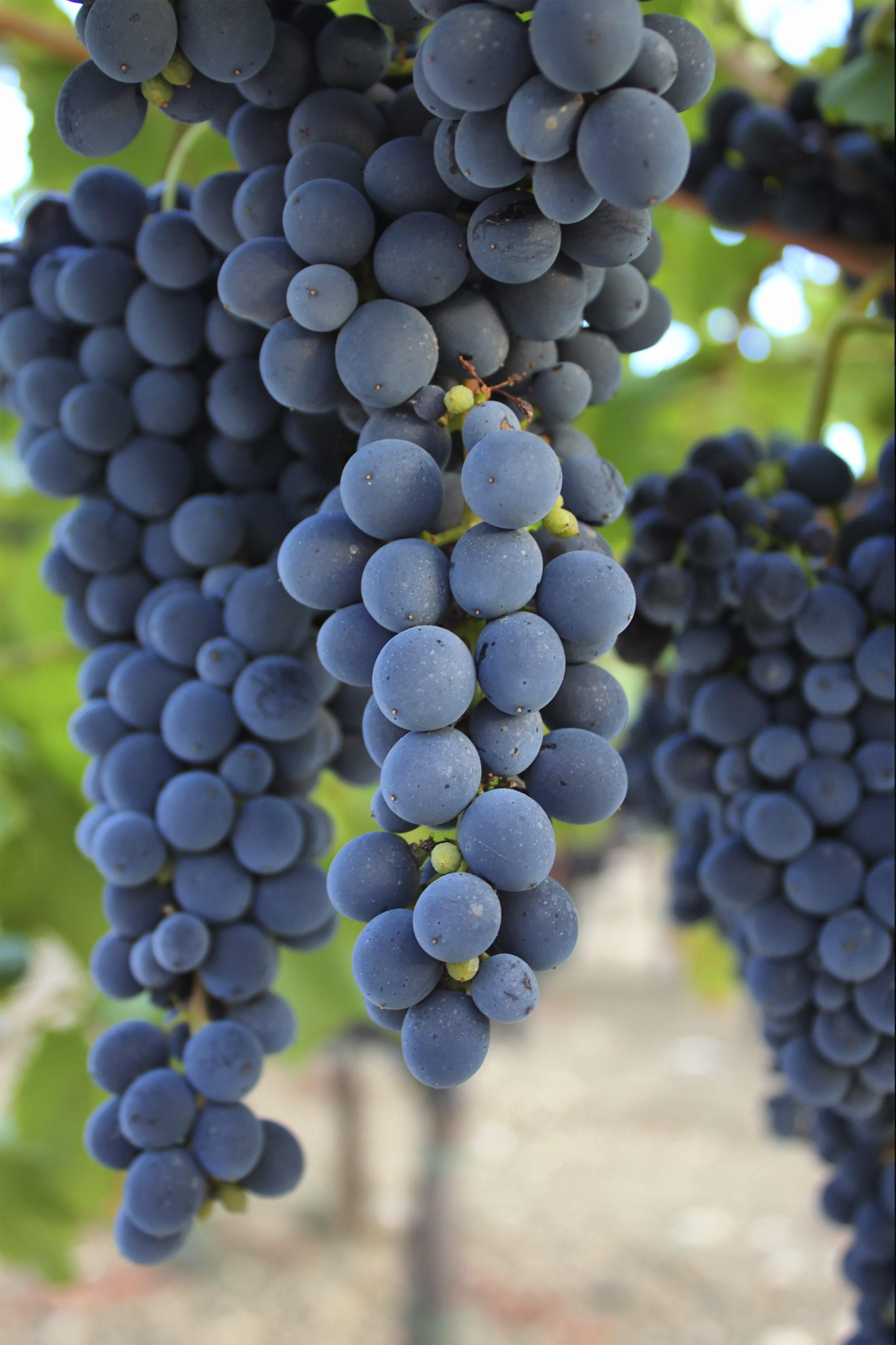 Vindruva lat. Vitis Labrusca 'Zilga' blå