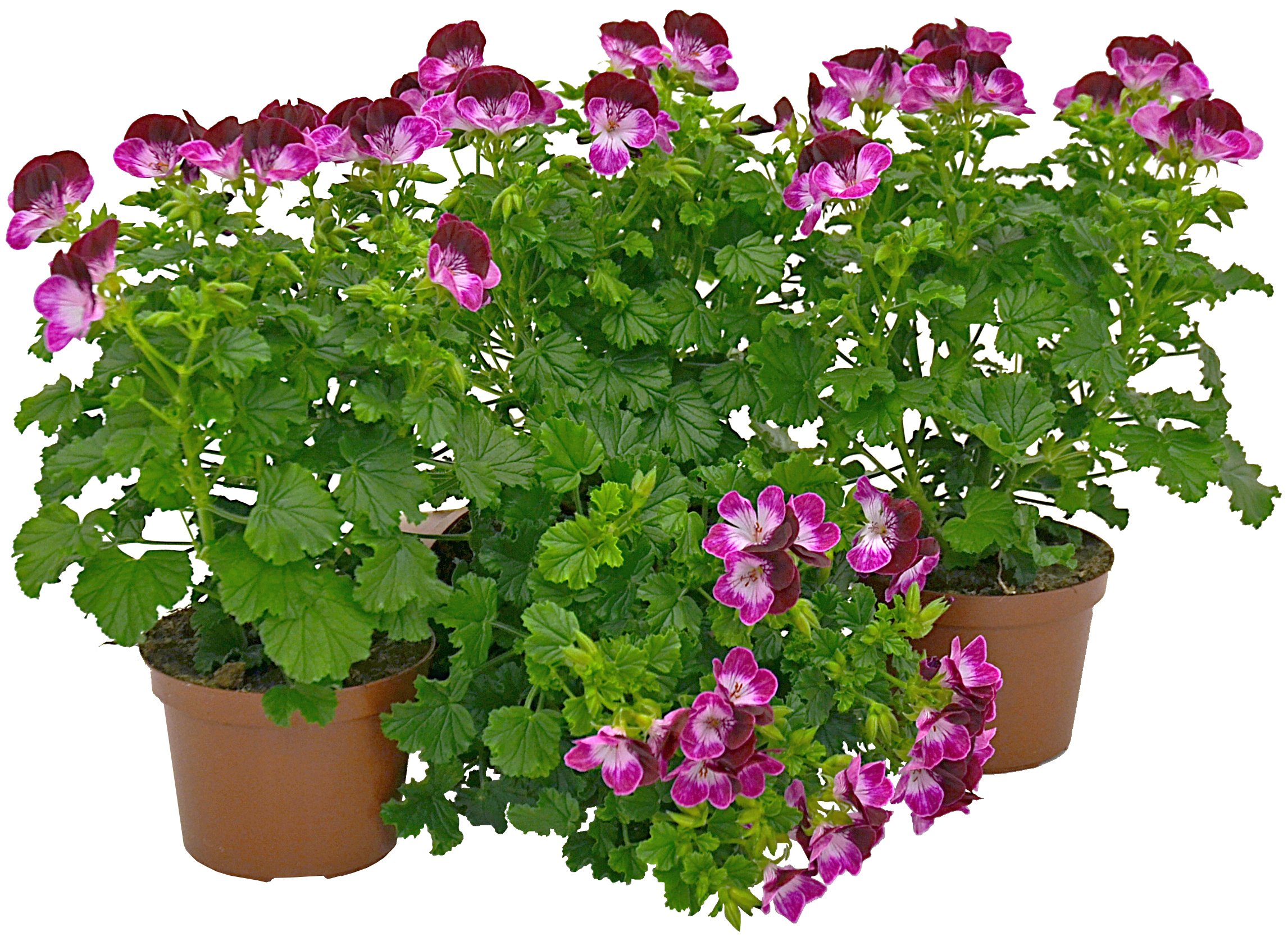 Änglapelargon / Pensepelargon lat. Pelargonium 'Tip Top'