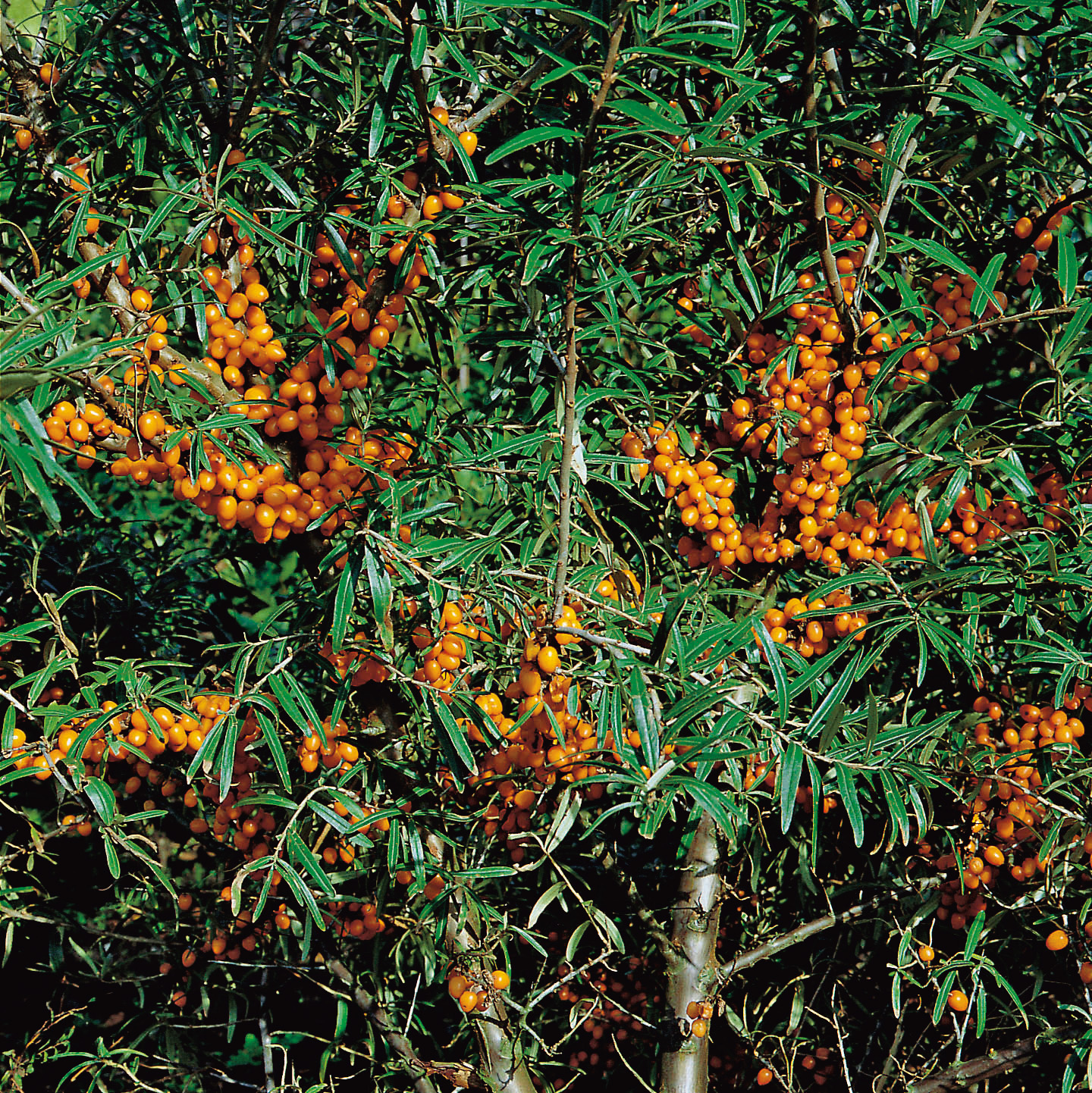 Havtorn | granngarden.se