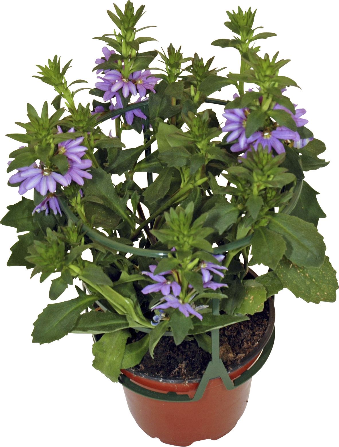 Femtunga lat. Scaevola aemula