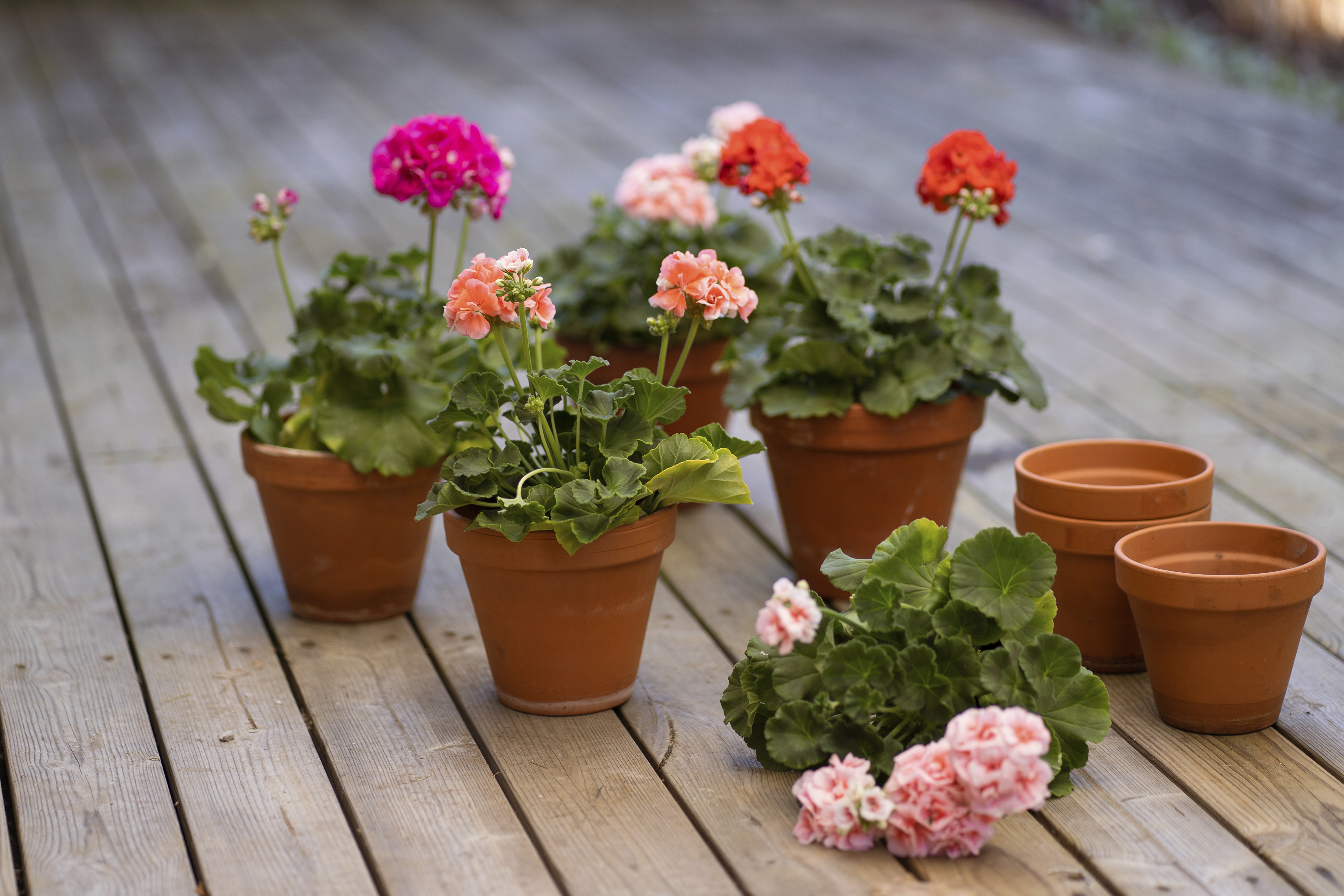 Lerkruka Zeline Ø 11-12cm