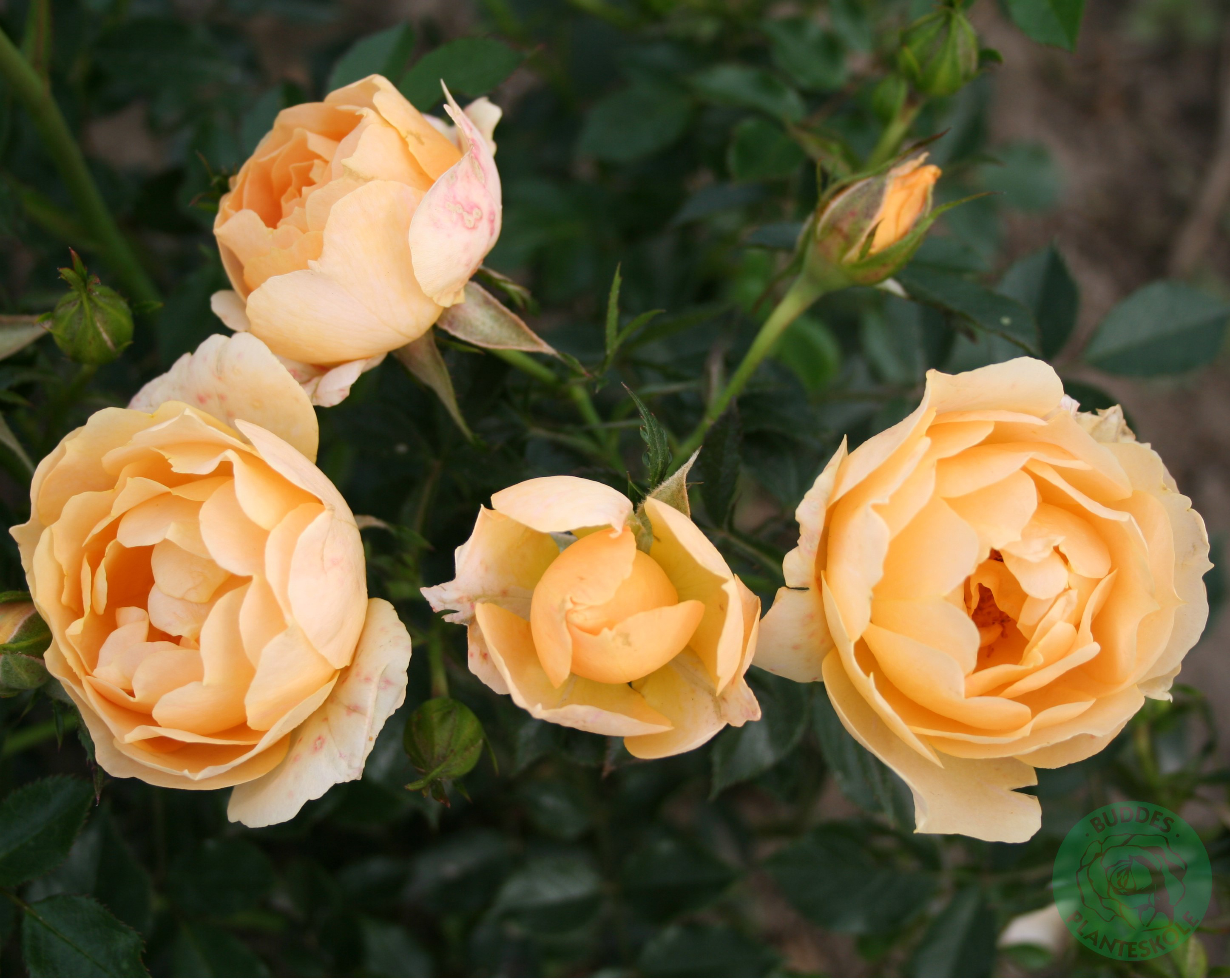 Ros 'Amber Cover' 5-p