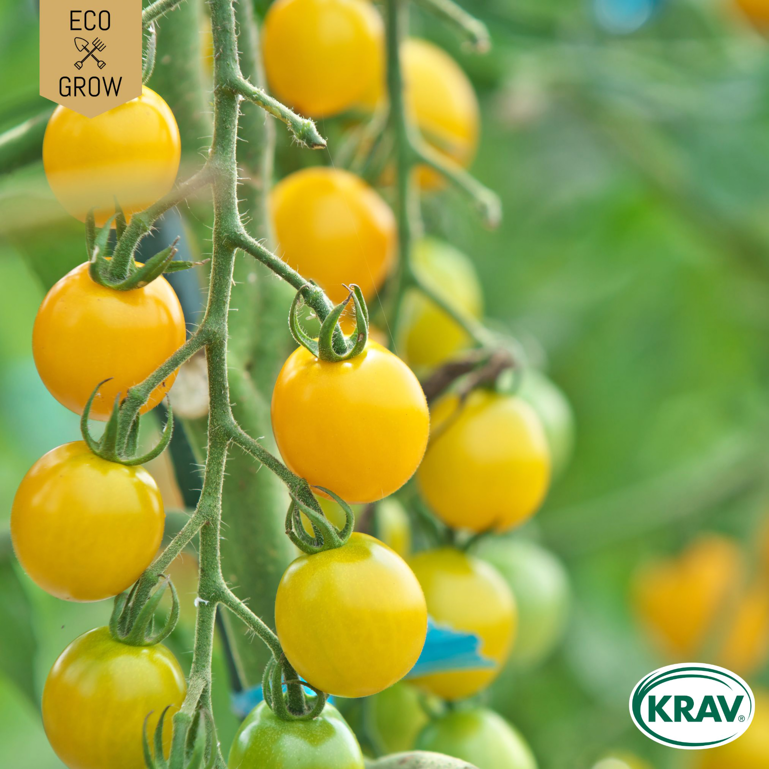 Fröer Eco Grow Körsbärstomat Goldkrone
