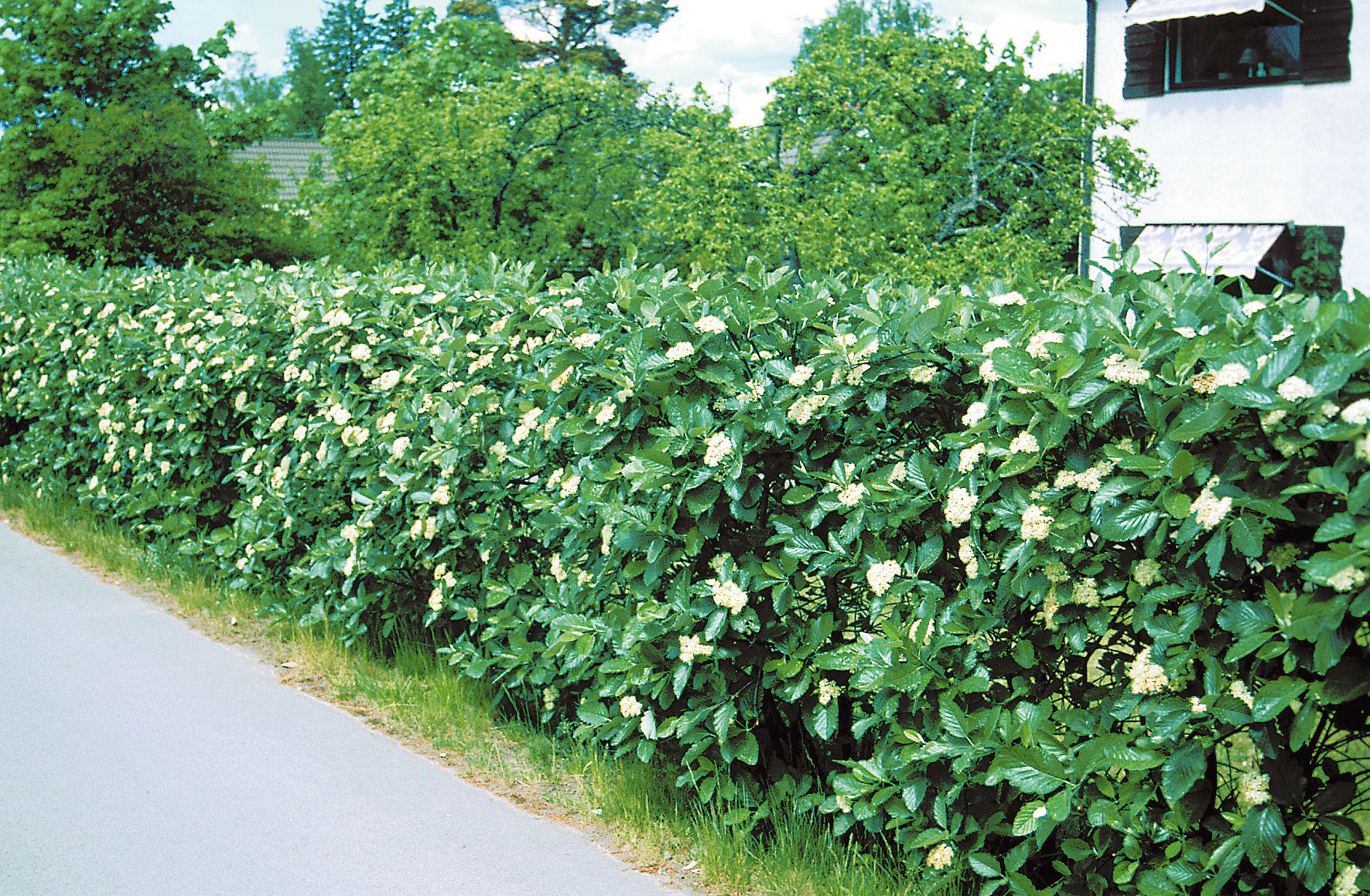 Oxelhäck | granngarden.se