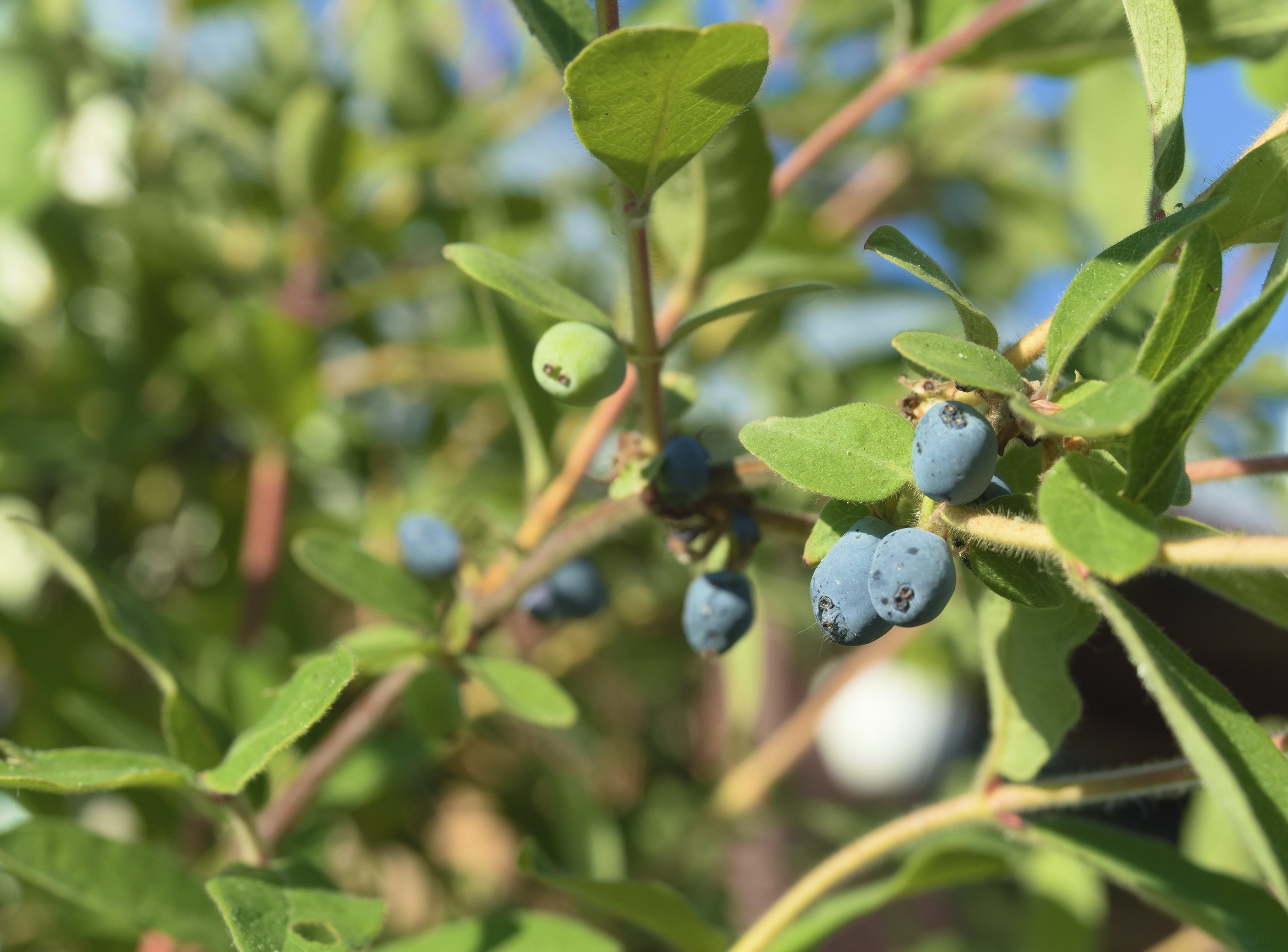 Blåbärstry 'Anja® E 10-p