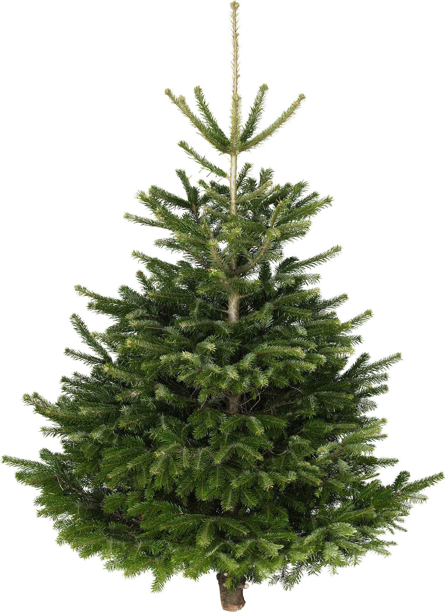 Julgran | granngarden.se