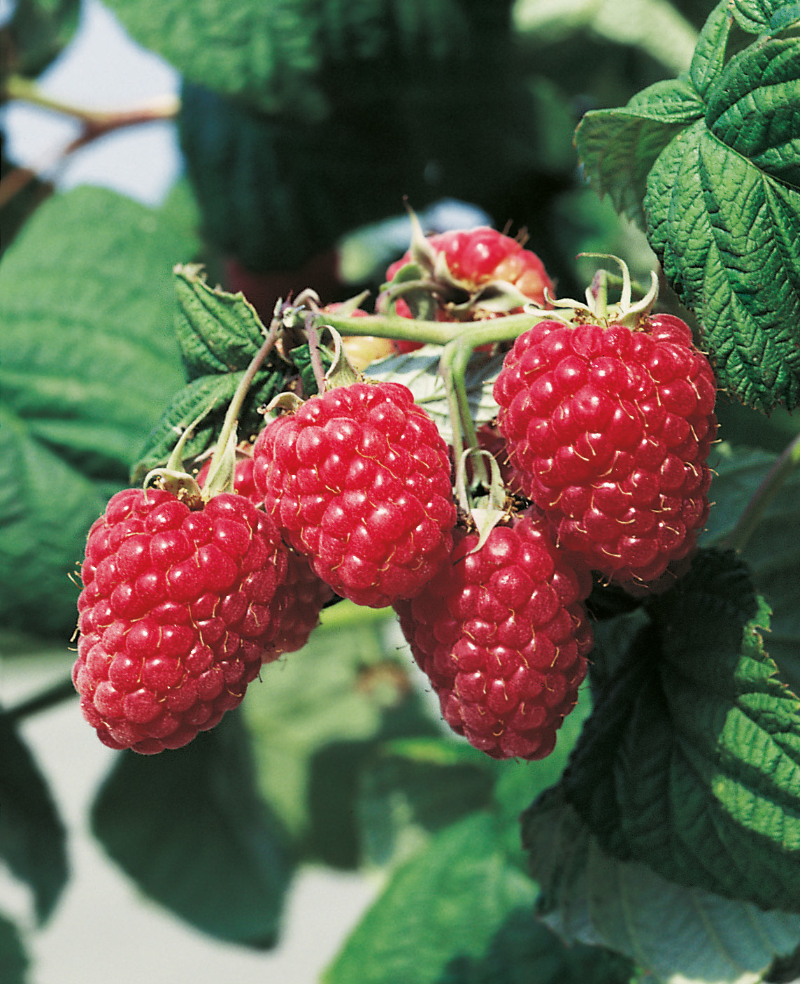 Trädgårdshallon "Malling Promise" 3-p