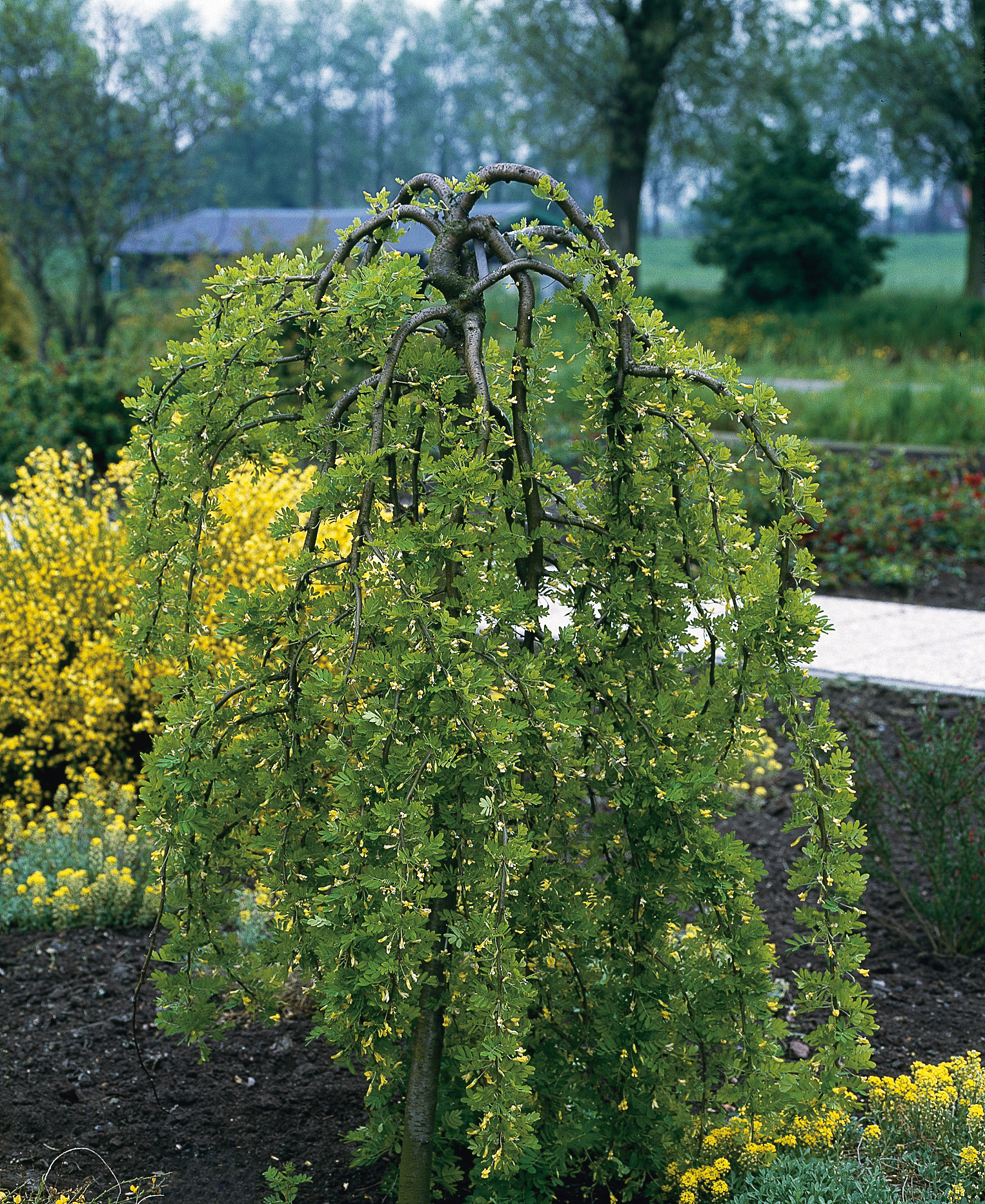 Karagan | granngarden.se