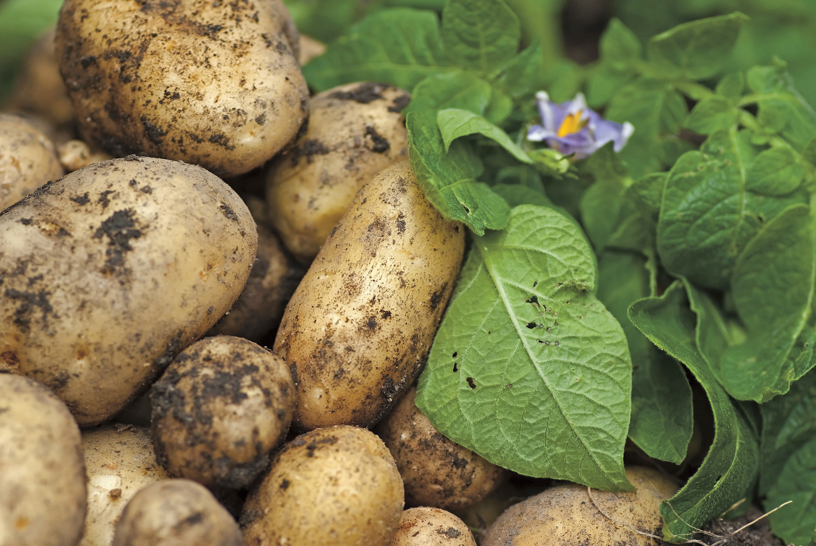 Sättpotatis | granngarden.se