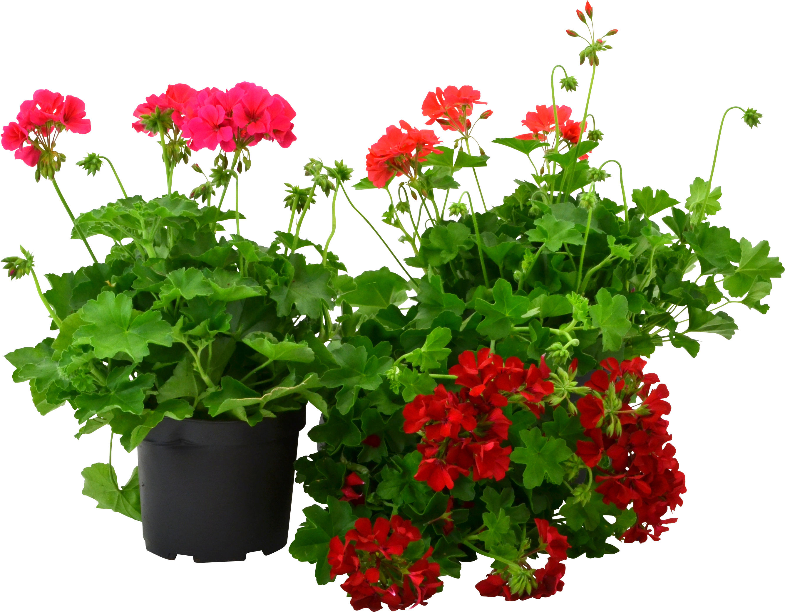 Pelargon lat. Pelargonium Calliope Landscape Serien