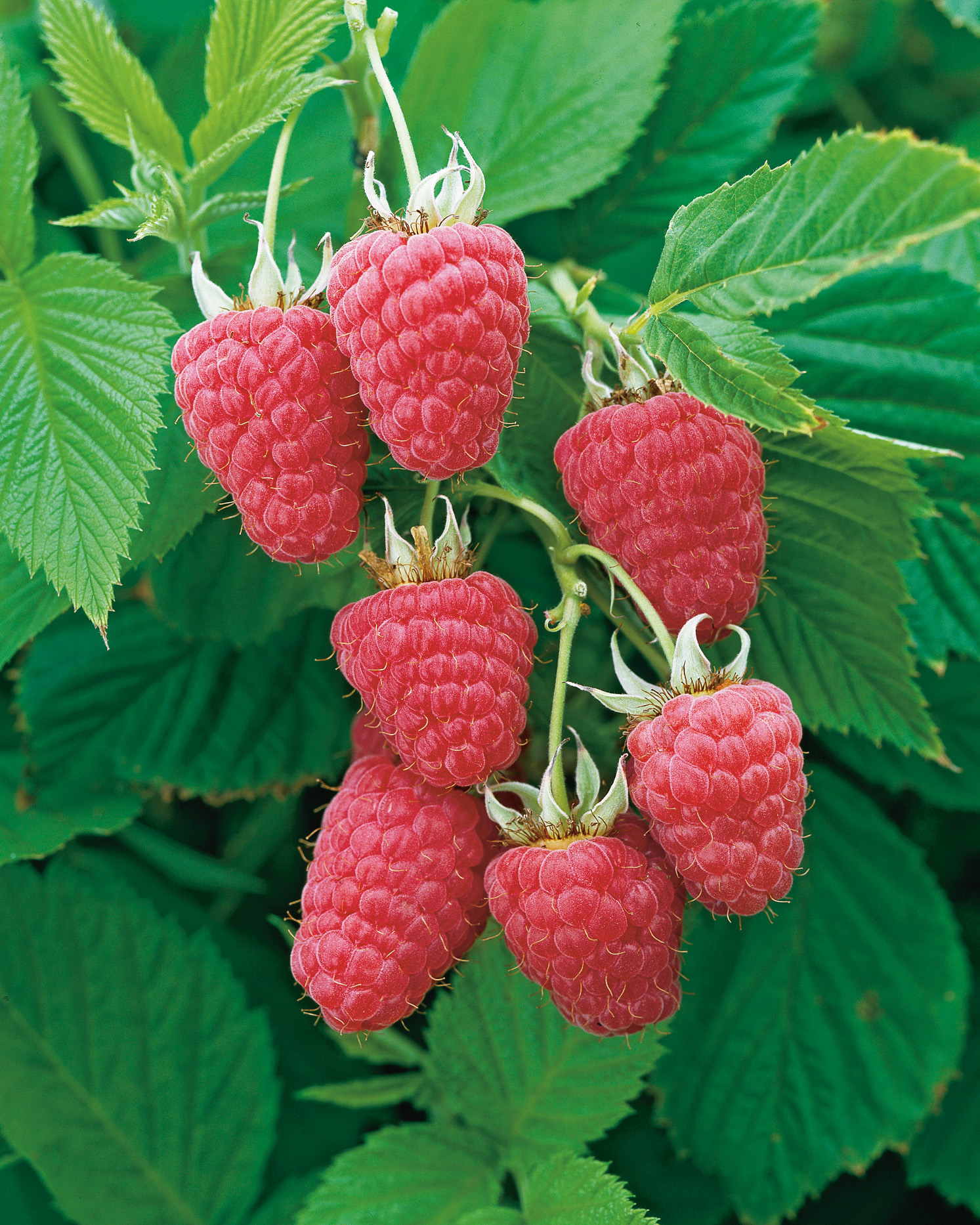 Trädgårdshallon ljusrött 'Glen Posen' 30-50cm 5-p