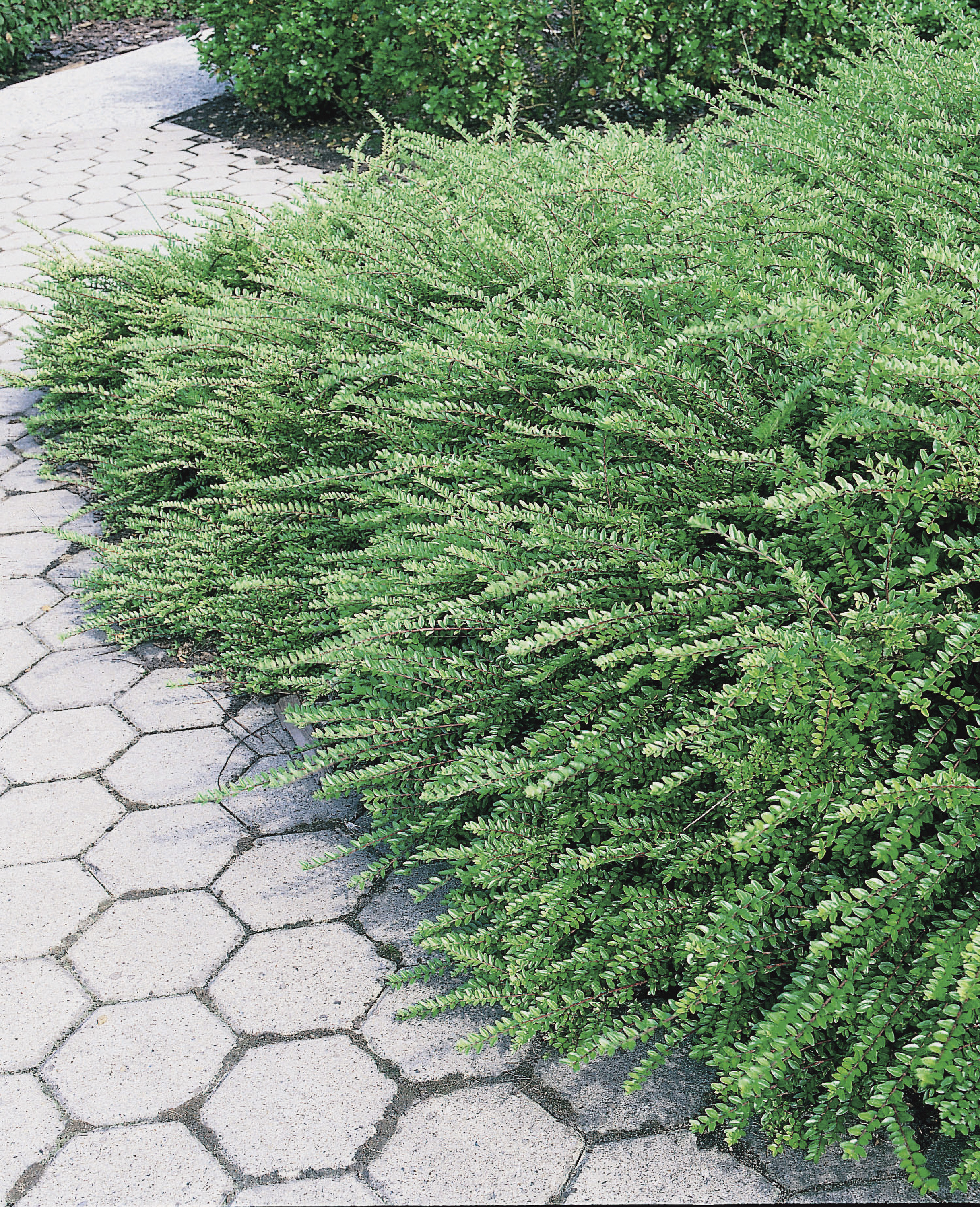 Myrtentry 'Maigrün' CO 100-p