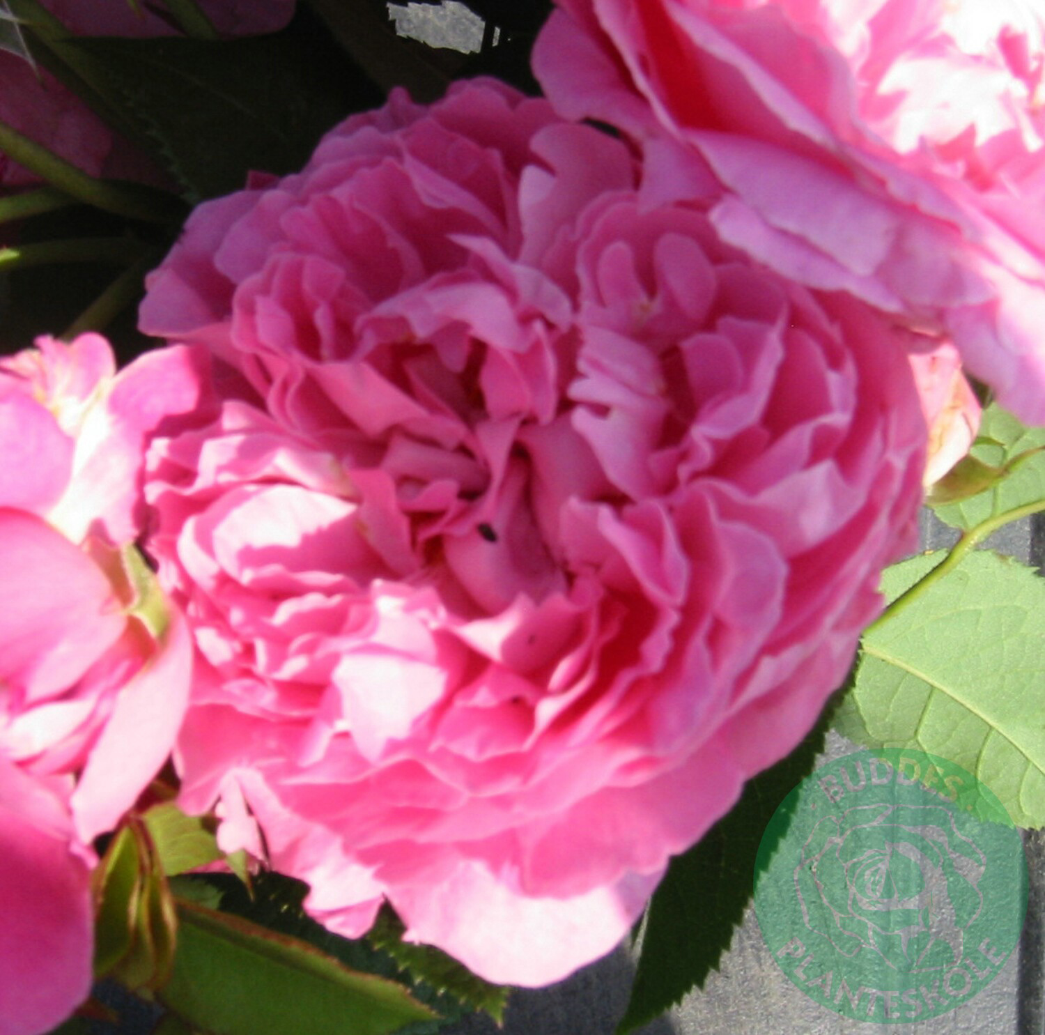 Engelsk ros 'Mary Rose' - present/presenttips