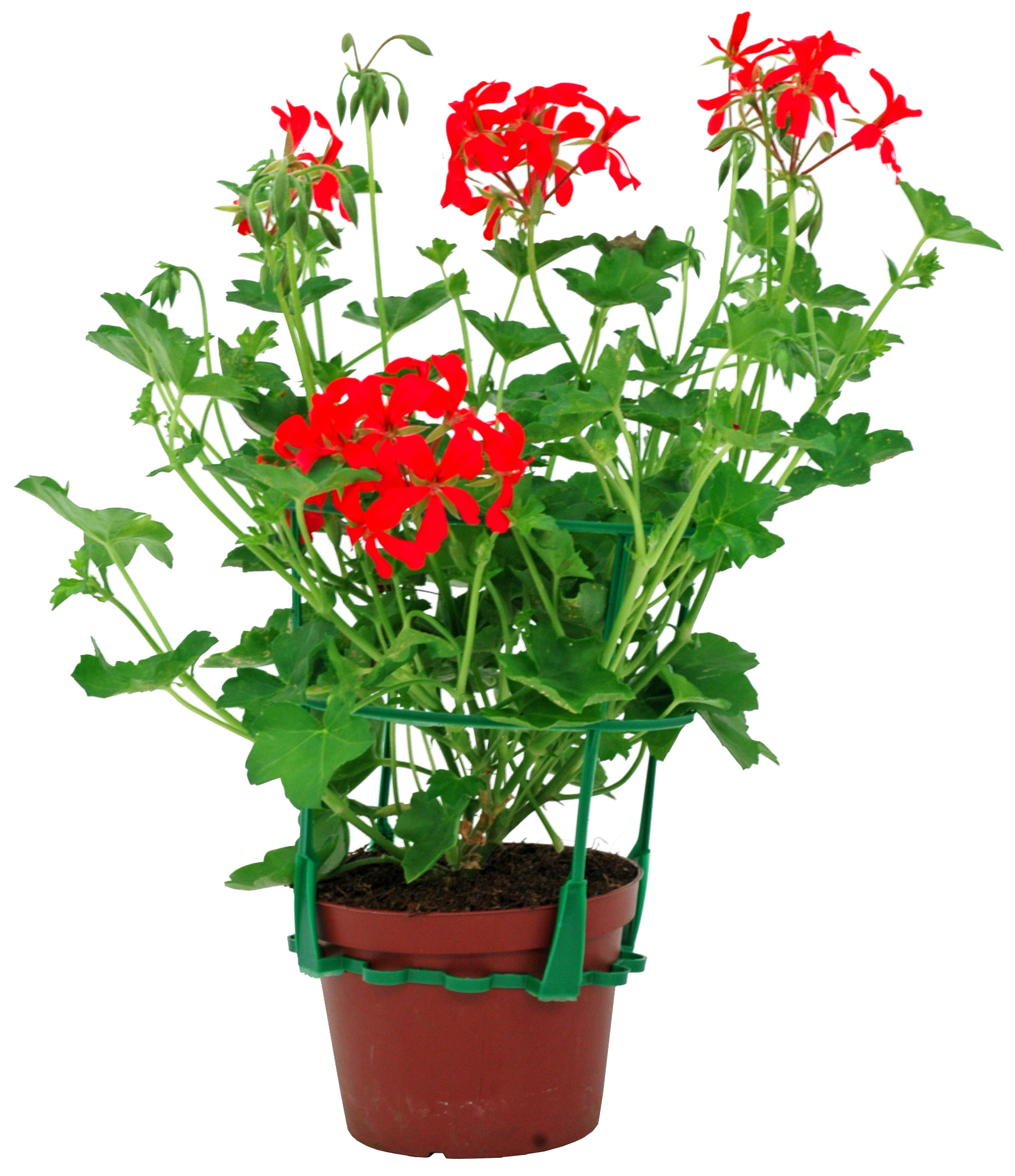 Kaskadpelargon lat. Pelargonium Peltatum 'Cascade'