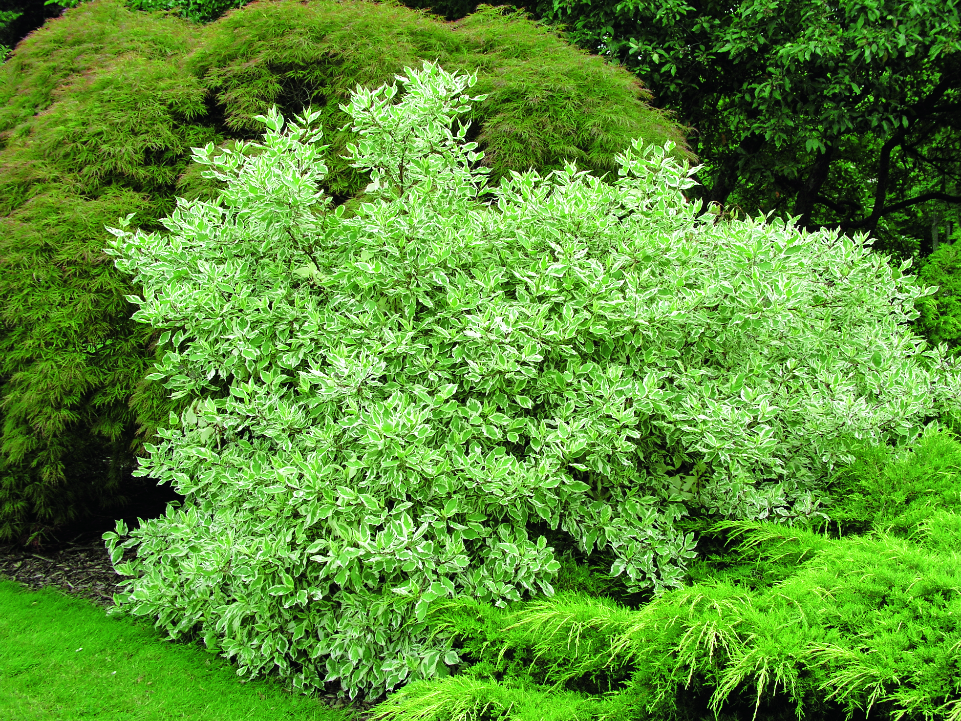 Rysk kornell 'Elegantissima' CO 10-p