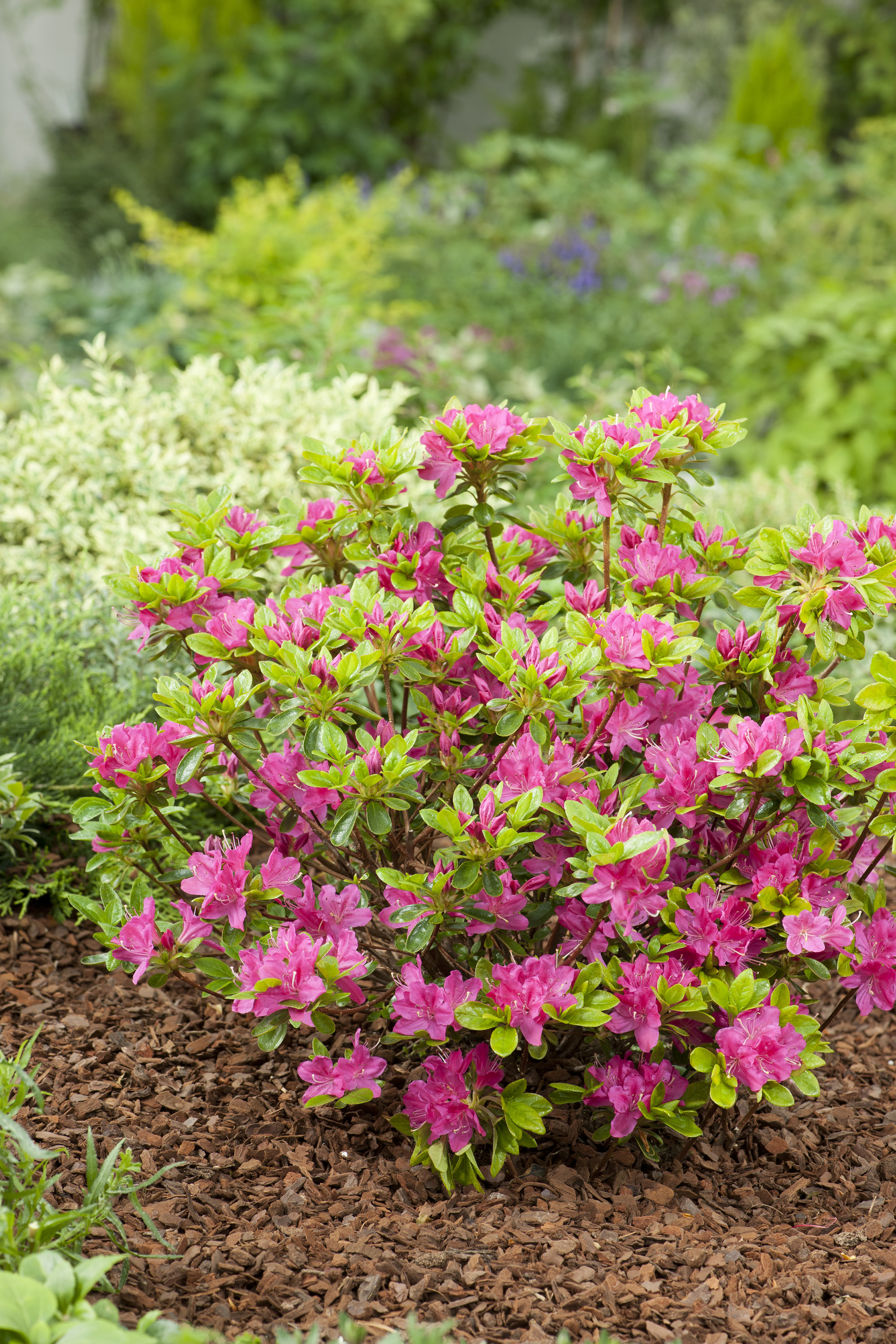 Azalea & Trädgårdsazalea