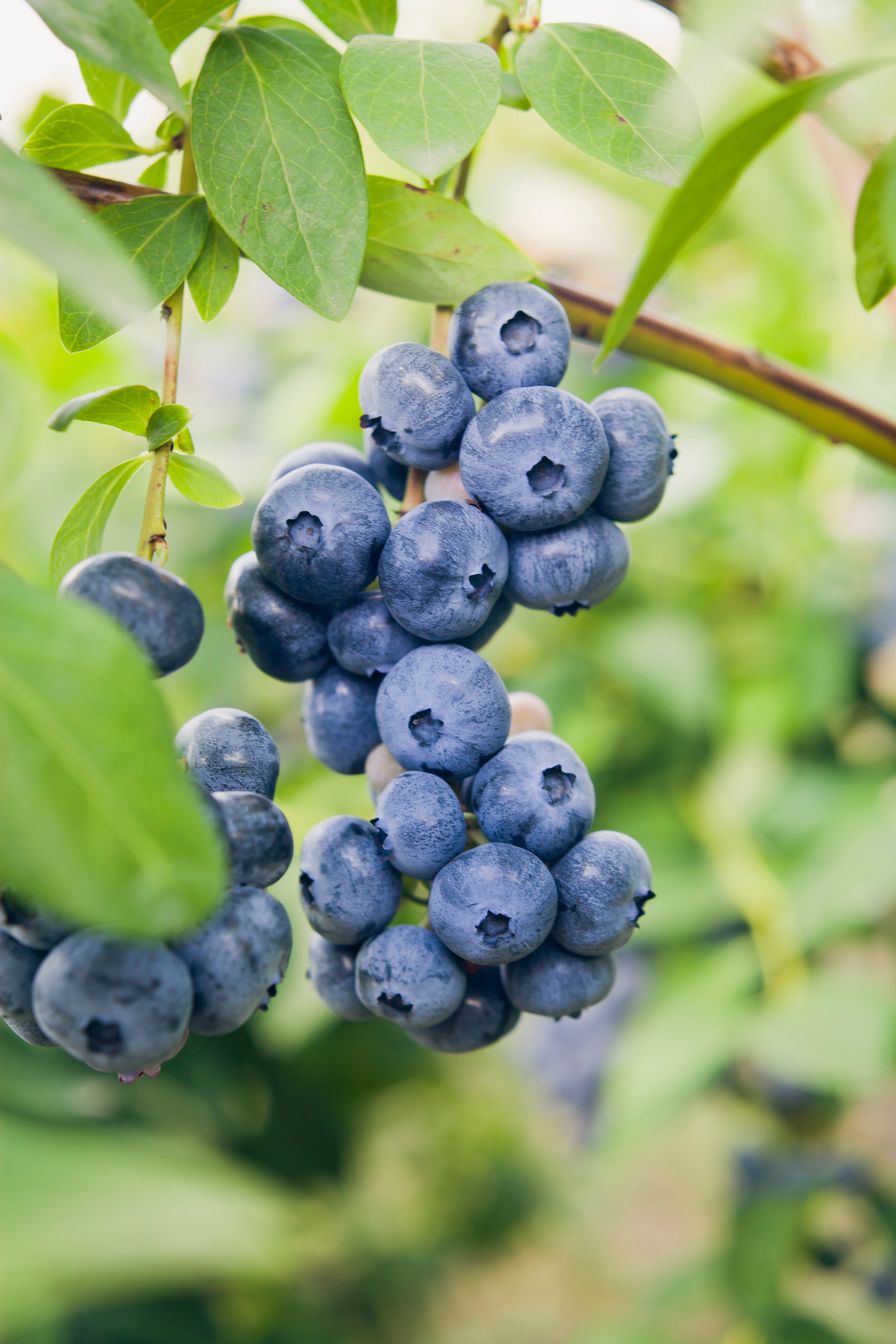 Amerikanskt blåbär "Northland" 1-p