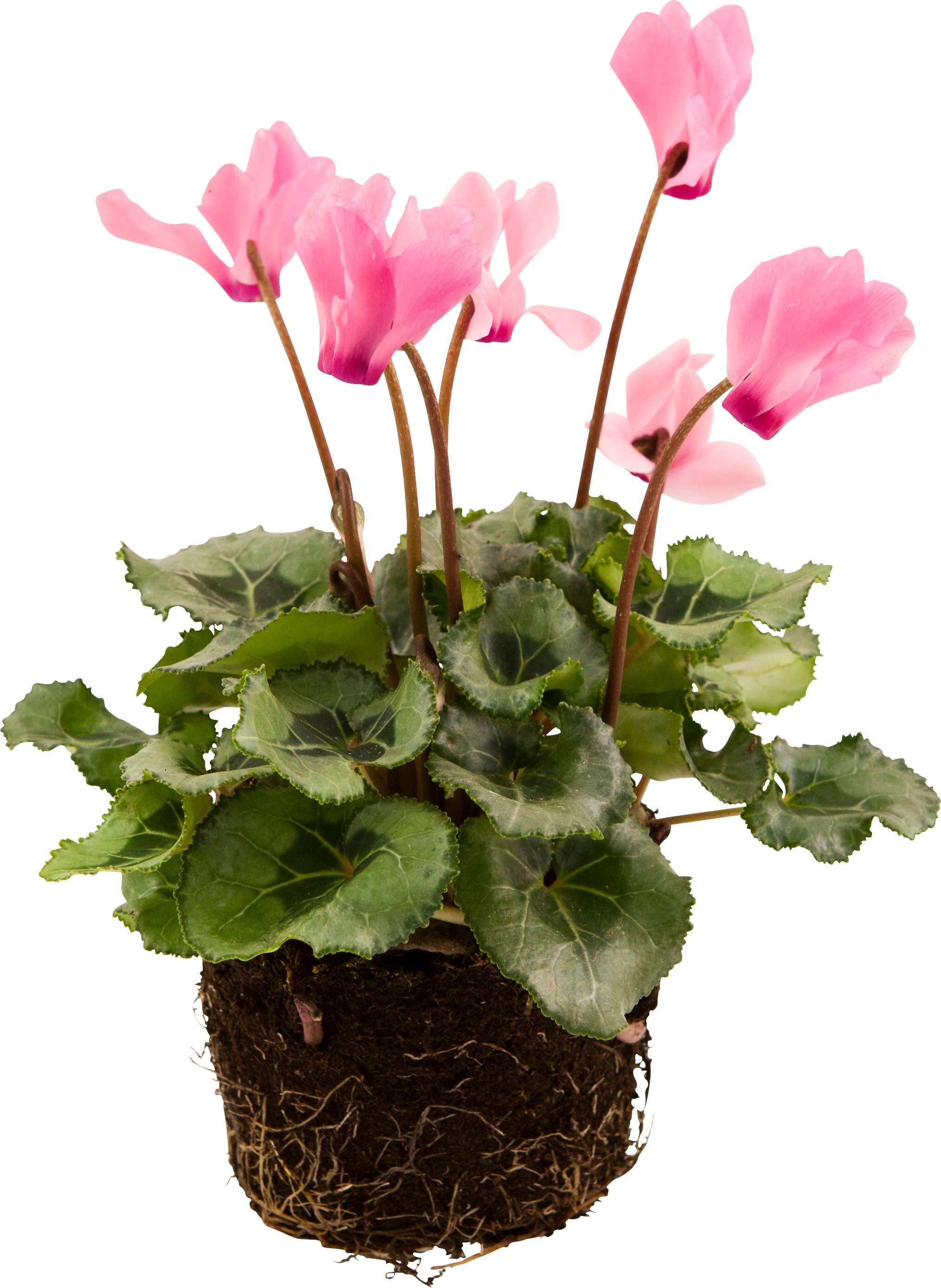 Cyklamen Småblommig lat. Cyclamen persicum 'Indiaka Mix