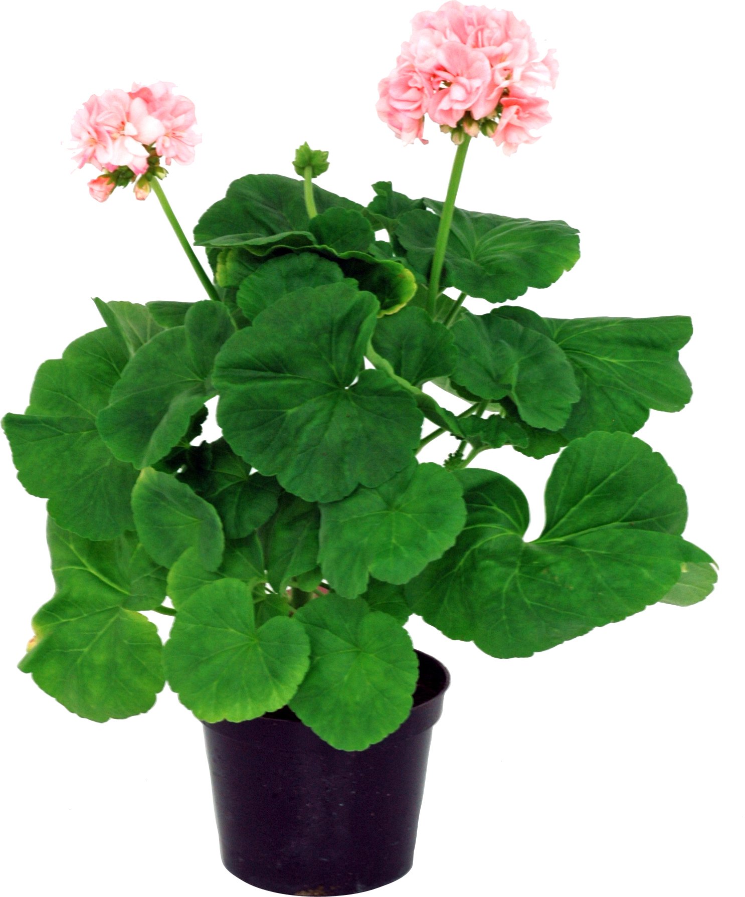 Pelargon lat. Pelargonium x hortorum Ekenbergs Utvalda Mix