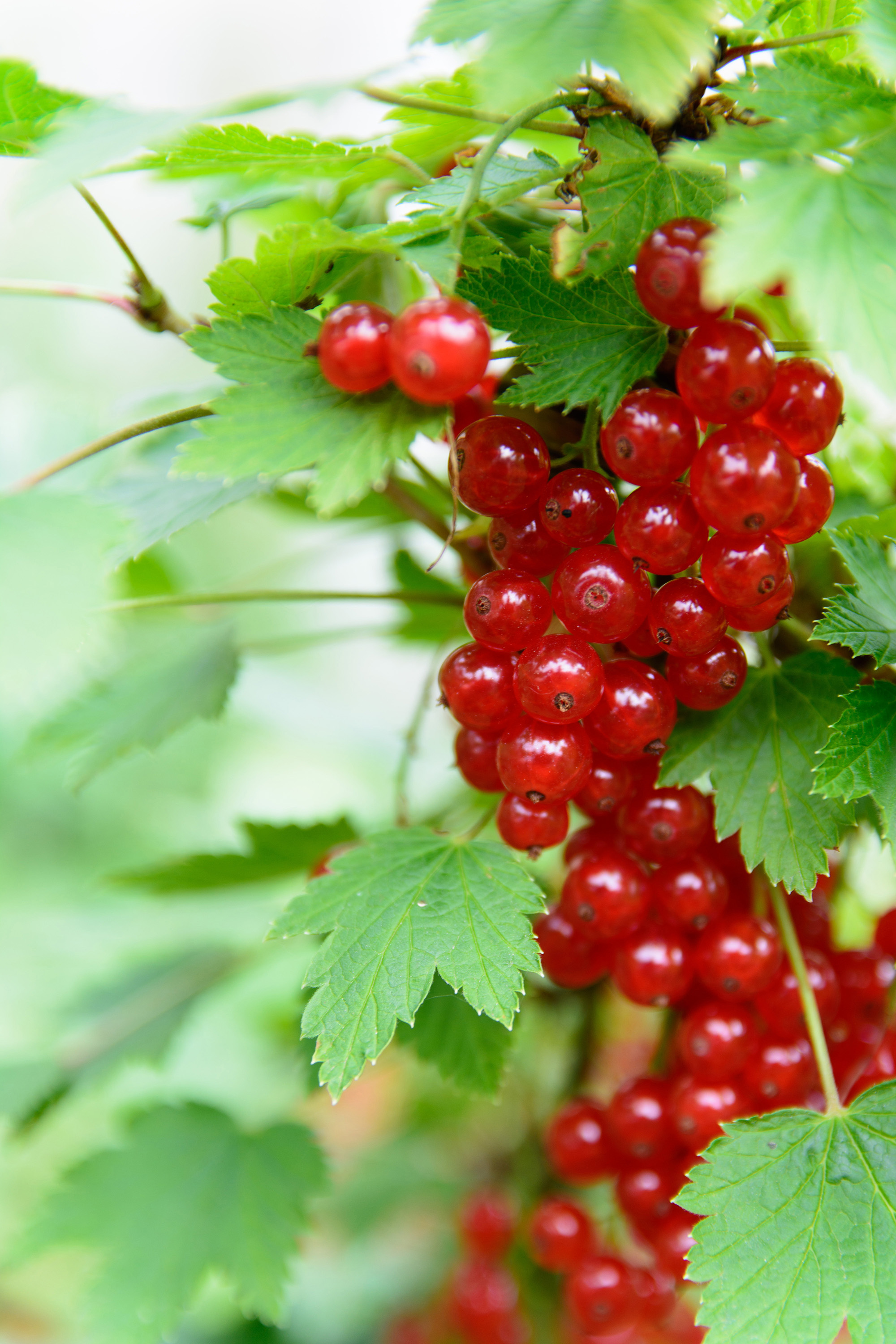 Röda vinbär "Rolan" Stam 1-p