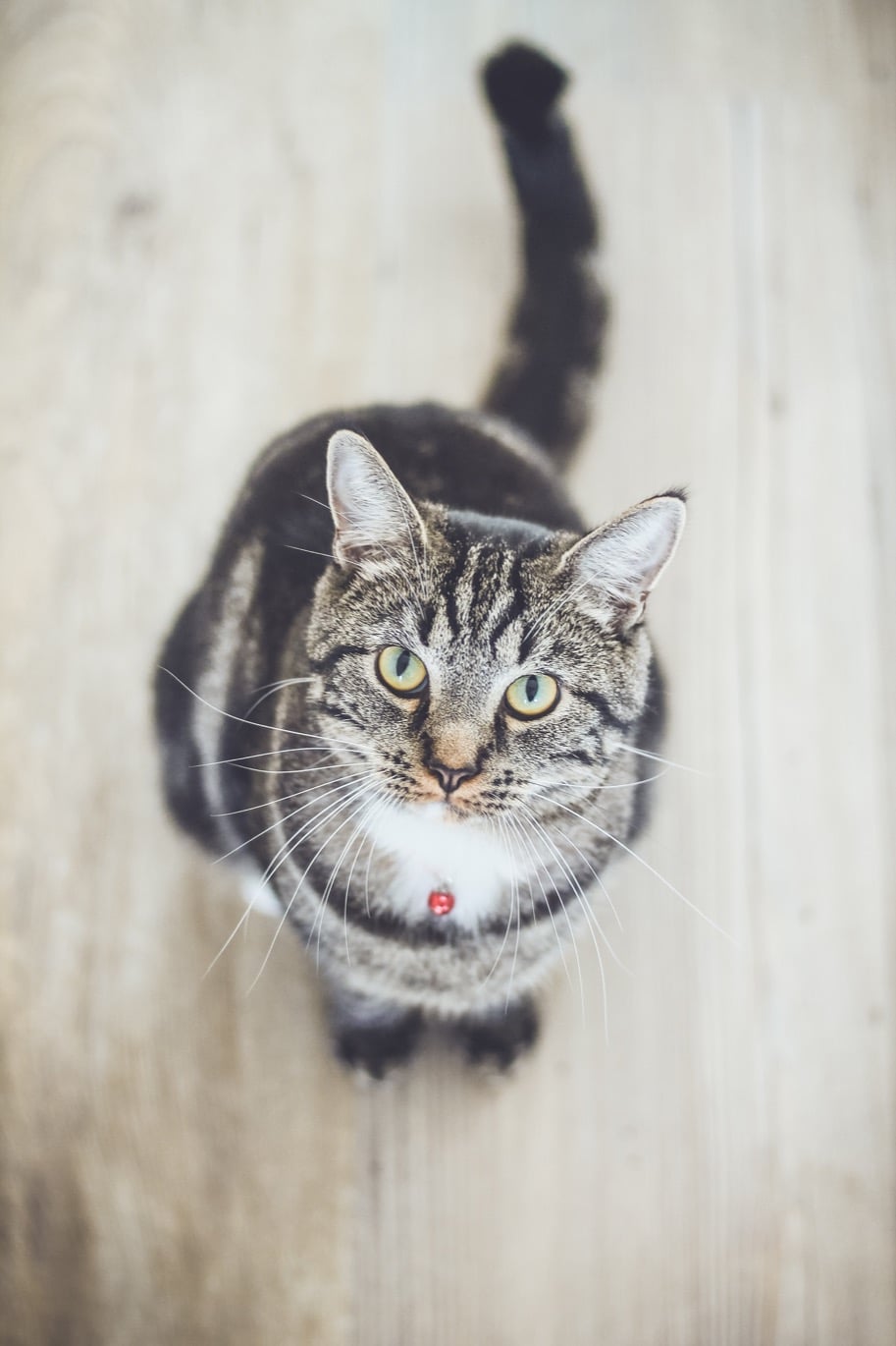 Kattens beteende och kroppsspråk | granngarden.se