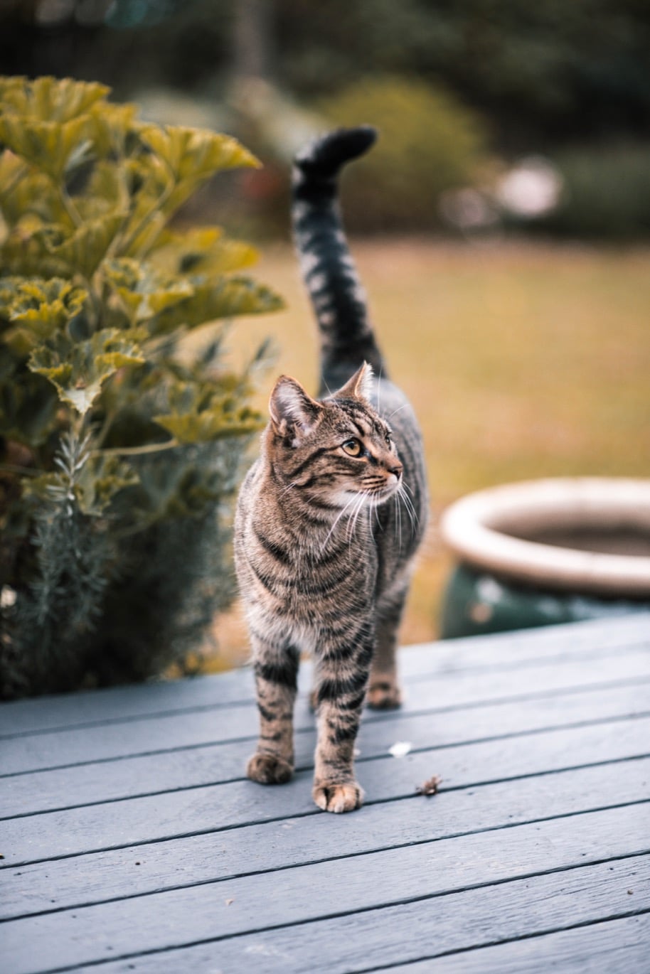 Kattens beteende och kroppsspråk | granngarden.se