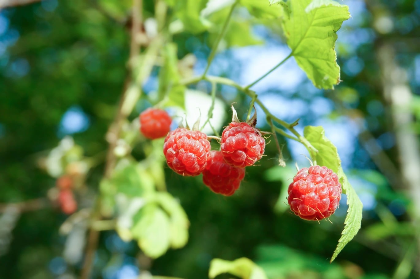 Plantera hallon - så lyckas du!