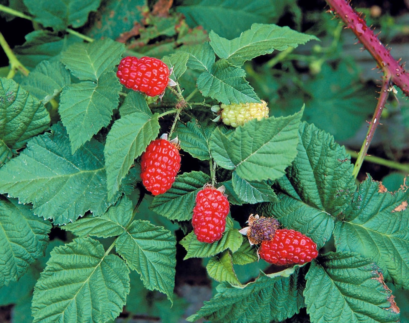 Plantera hallon - så lyckas du! | granngarden.se