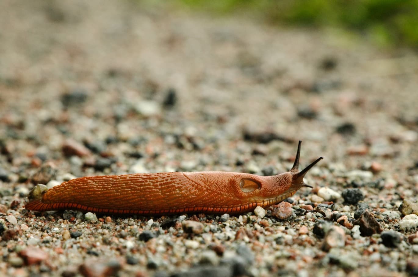 Bekämpa mördarsniglar snabbt och effektivt