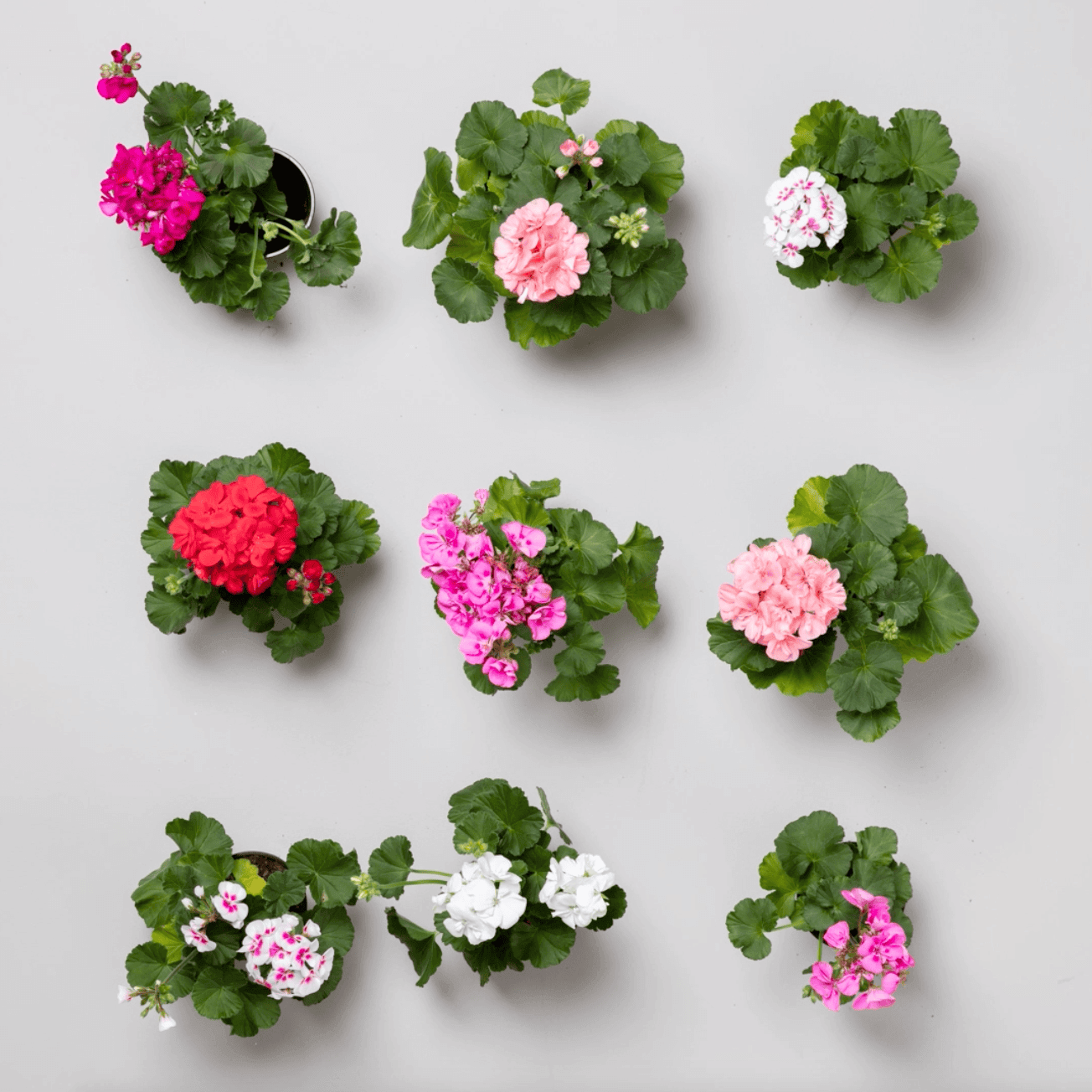 Pelargoner - Allt du vill veta