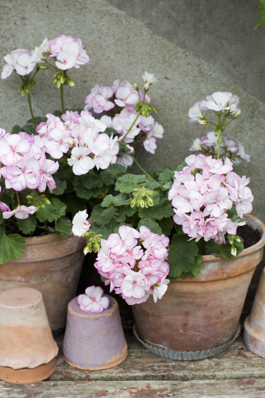 Pelargoner - Allt du vill veta